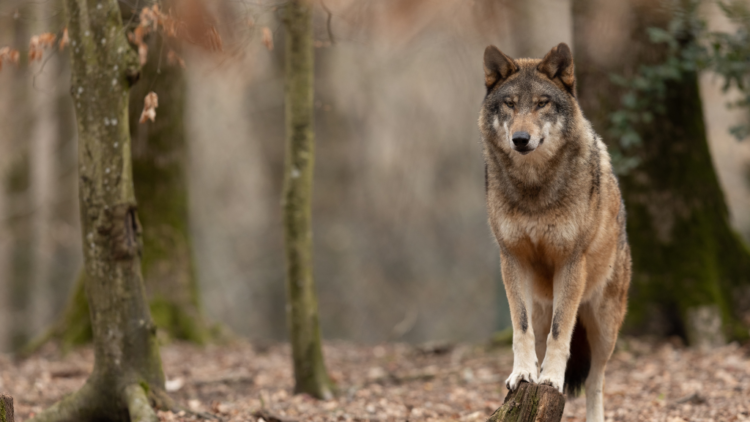Boswachter Erik (55): "Er moet er zo snel mogelijk een oplossing komen ...