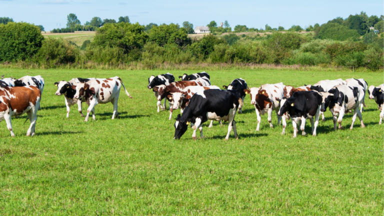 Schokkend: dit is waarom je koemelk beter kunt laten staan volgens ...
