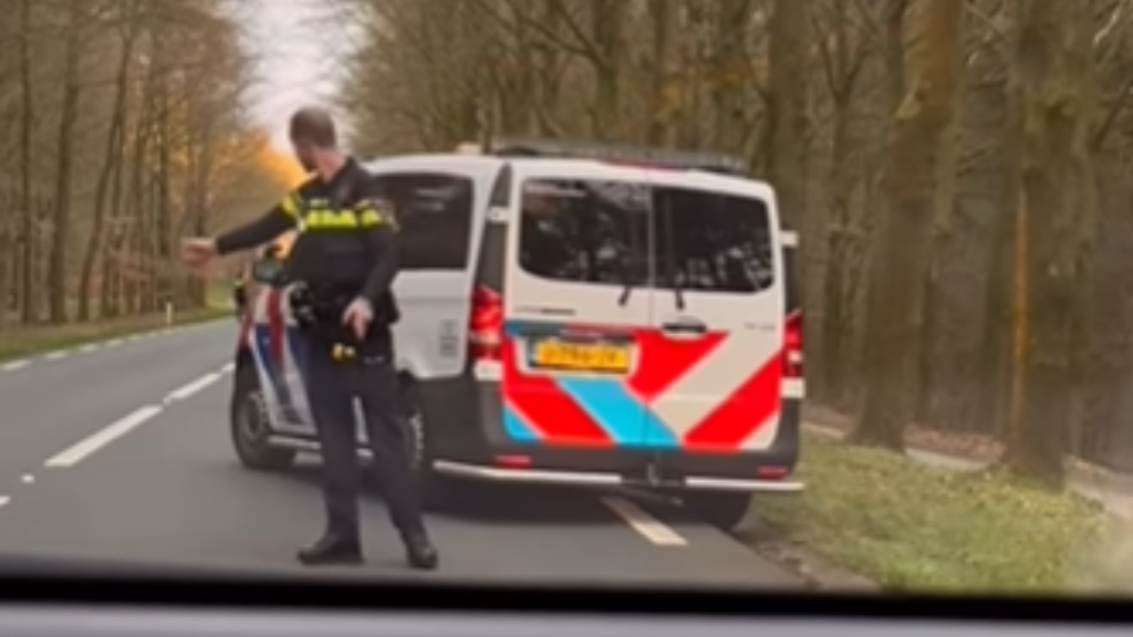 Wolf dood na klap met auto: Omstander filmt het en de beelden gaan ...