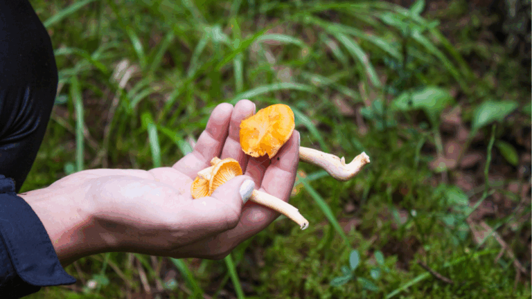 Mag je zomaar wildplukken in Nederland? Dit zegt de wet en zoveel kan ... Mag je zomaar wildplukken in Nederland? Dit zegt de wet en zoveel kan ...