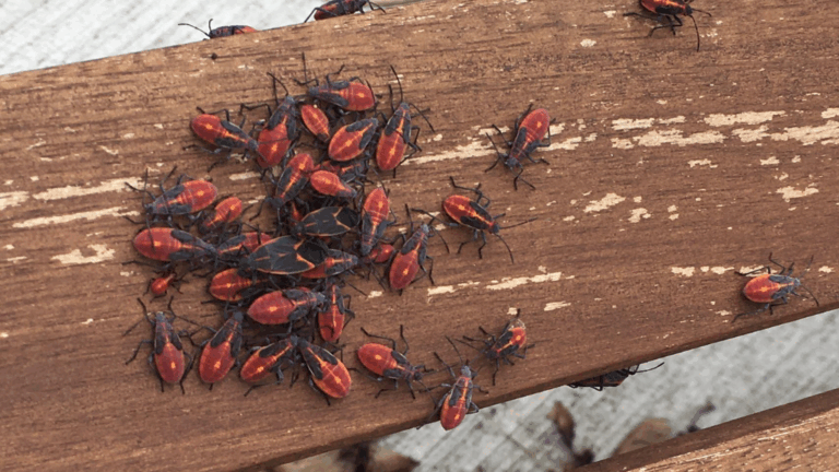 Let op! Dit zijn de kleine rode beestjes in jouw tuin die je overal ...