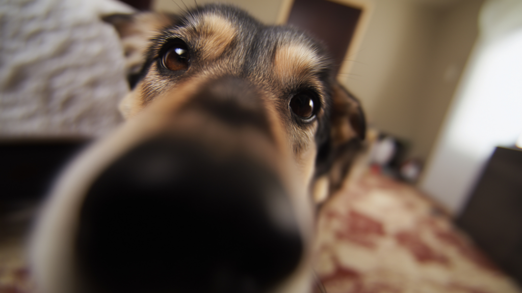 Nieuwe EU-regels voor honden en katten vanaf 2028: wat dit betekent ...